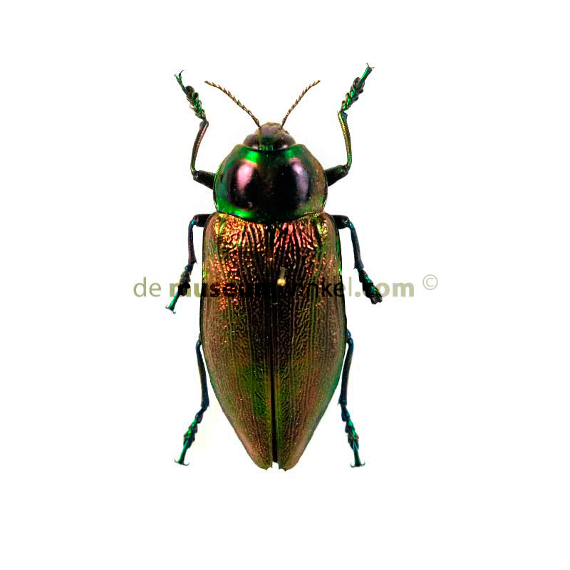 Euchroma gigantea gigantea - DMW.nu