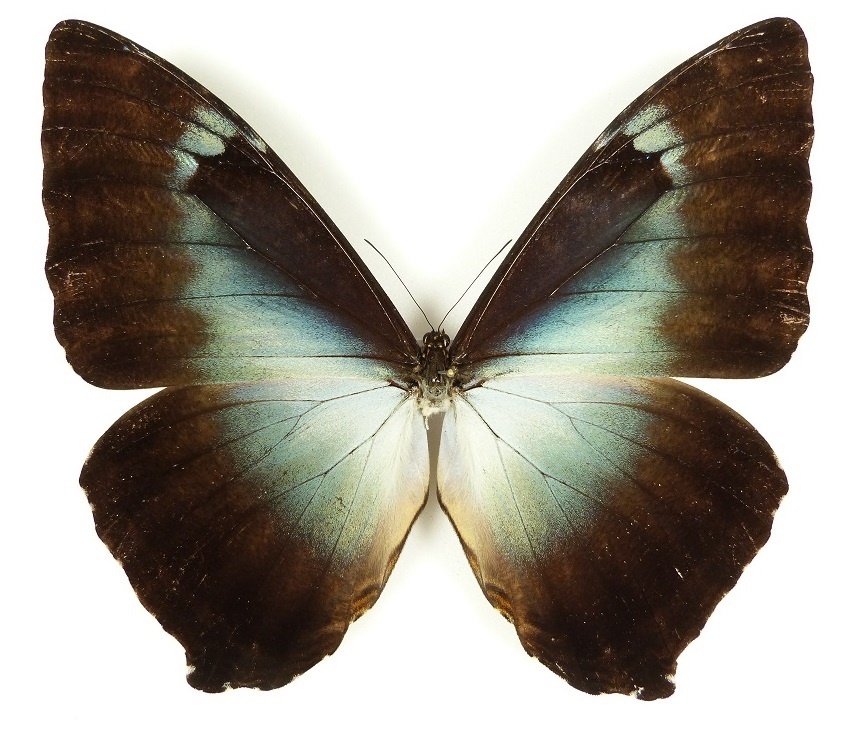 Morpho phanodemus - DMW.nu