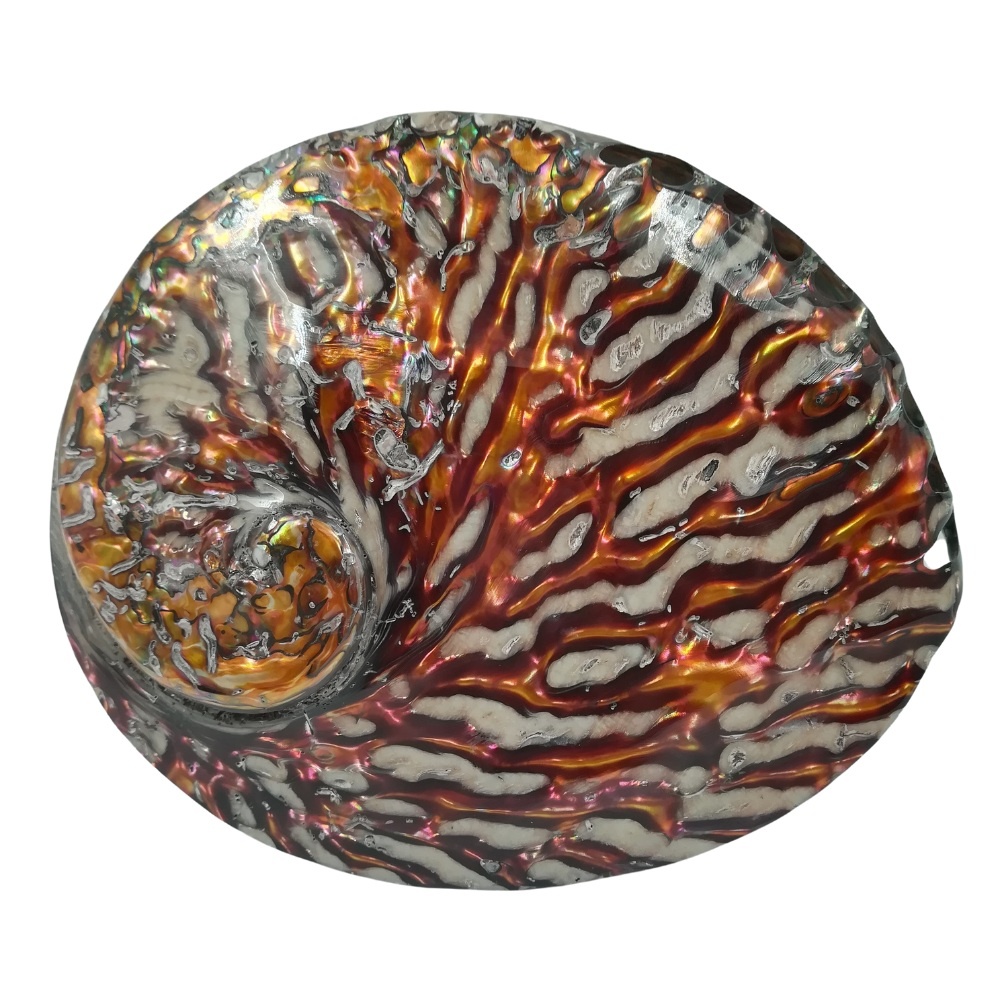 Haliotis (polished) - DMW.nu