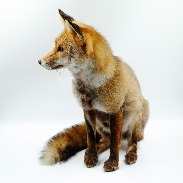 Mounted fox - Taxidermy - DMW.nu
