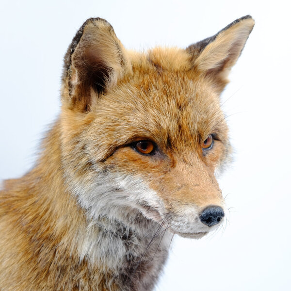 Mounted fox - Taxidermy - DMW.nu