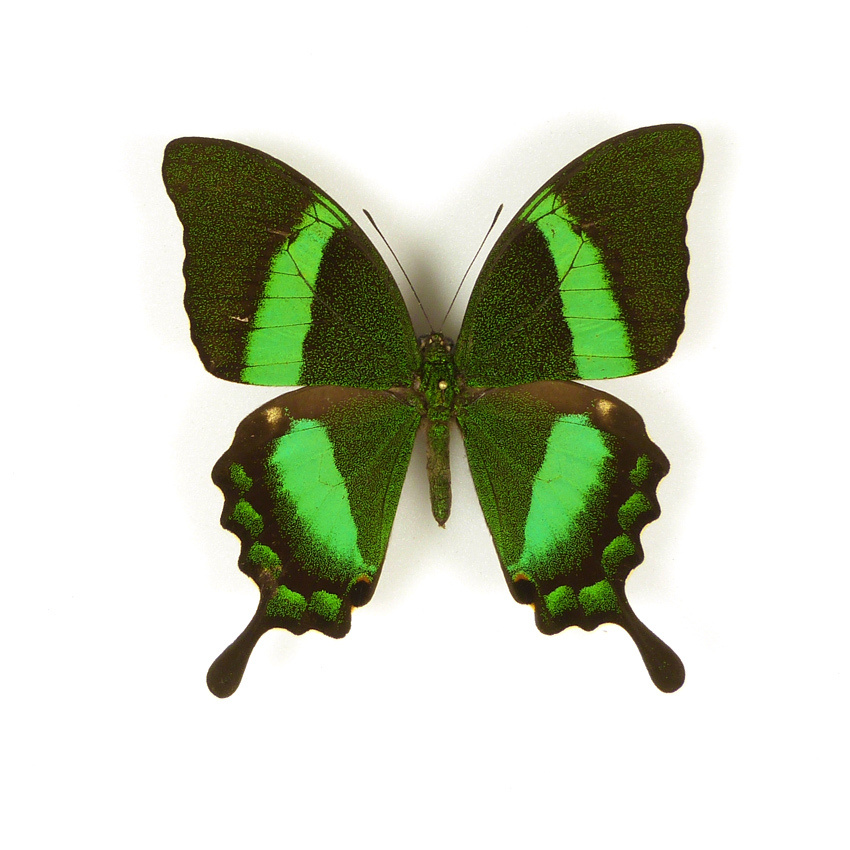 Papilio palinurus - DMW.nu