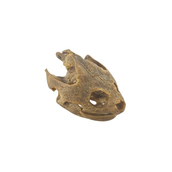 Common snapping turtle skull - DMW.nu