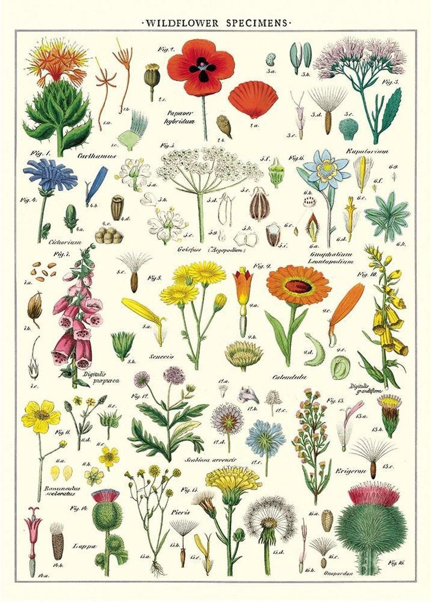 School poster - Wildflowers - DMW.nu