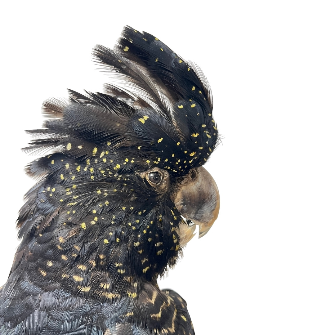 Mounted red-tailed black cockatoo (vrouw) - DMW.nu