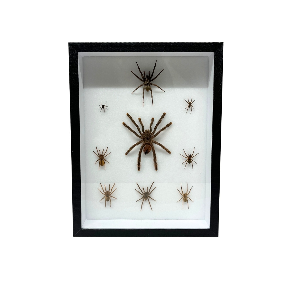 Insectbox Spiders (B) - DMW.nu