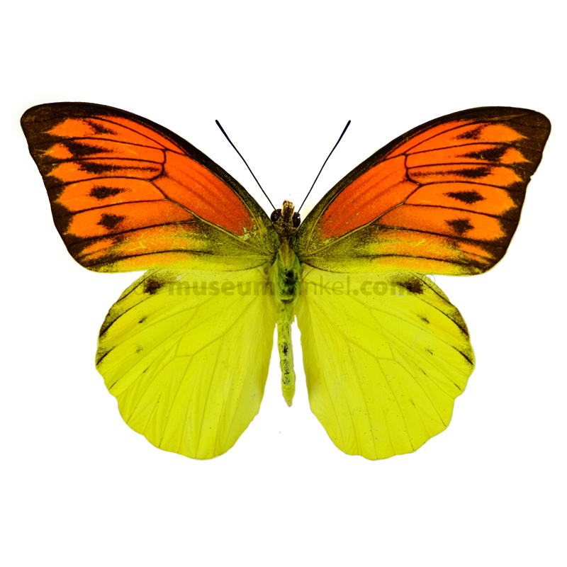 Hebomoia leucippe - De Museumwinkel.com