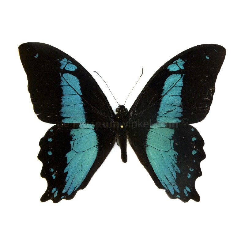 Papilio bromius bromius - DeMuseumwinkel.com