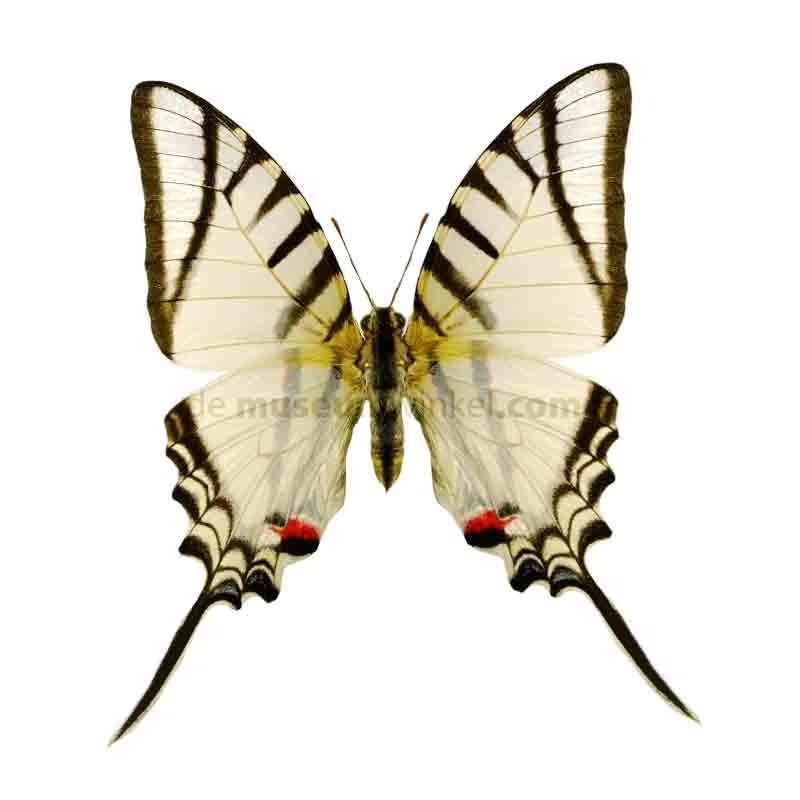 Eurytides protesilaus - DeMuseumwinkel.com