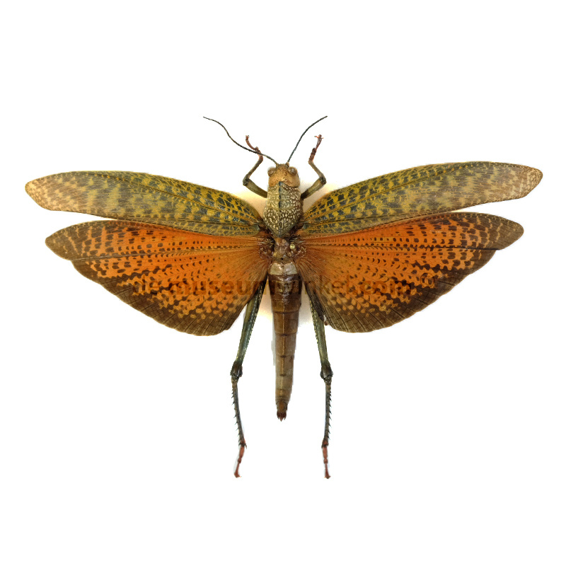 Tropidacris dux - sprinkhaan - De Museumwinkel.com