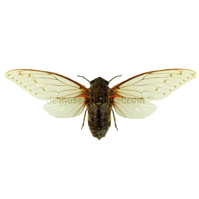 Pomponia imperatoria - empress cicada - DeMuseumwinkel.com