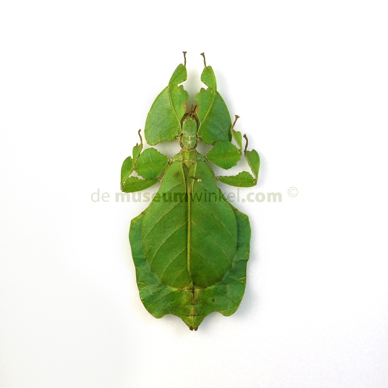Phyllium celebicum - Blatt Insekt - DeMuseumwinkel.com