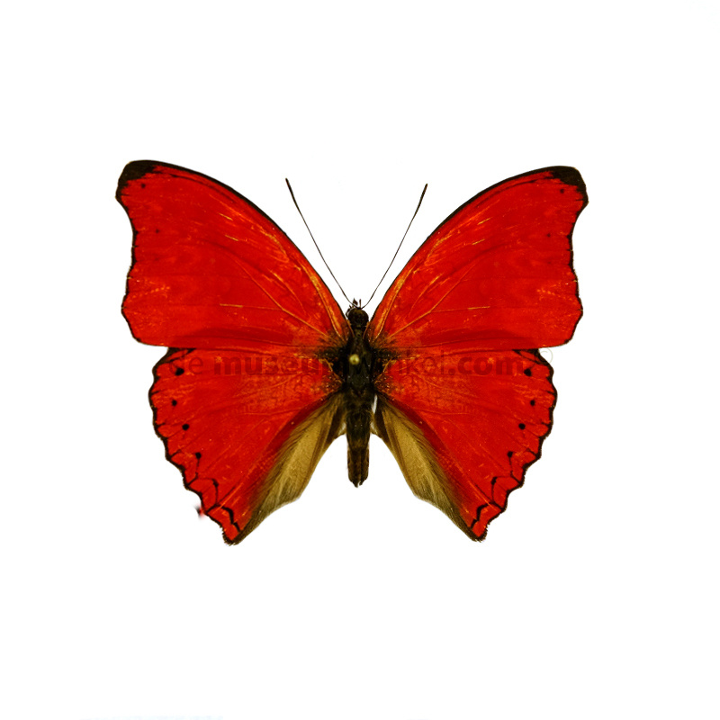 Cymothoe sangaris dried/papered - DeMuseumwinkel.com