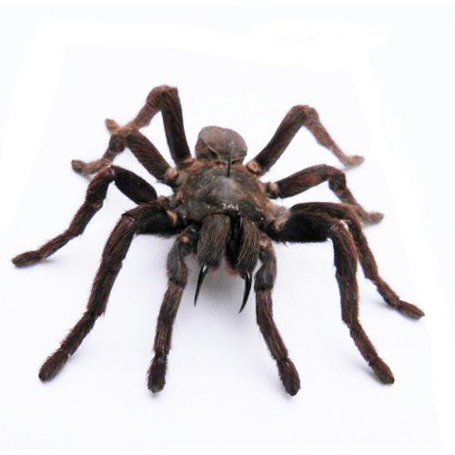 Eurypelma spinicrus - tarantula dried/papered - DeMuseumwinkel.com