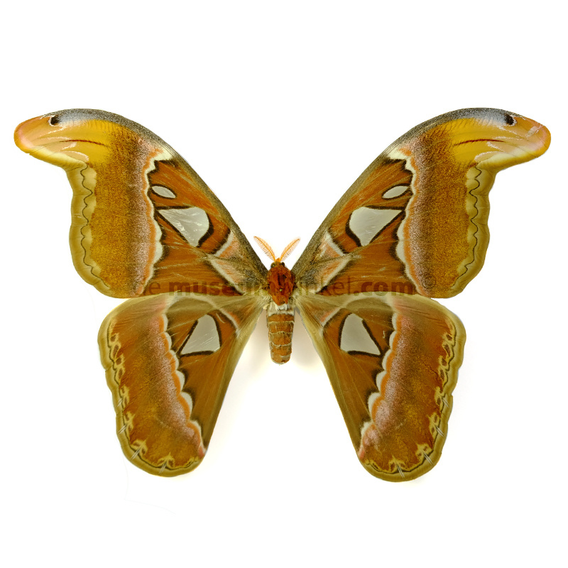 Attacus atlas - atlasvlinder ongeprepareerd - De Museumwinkel.com