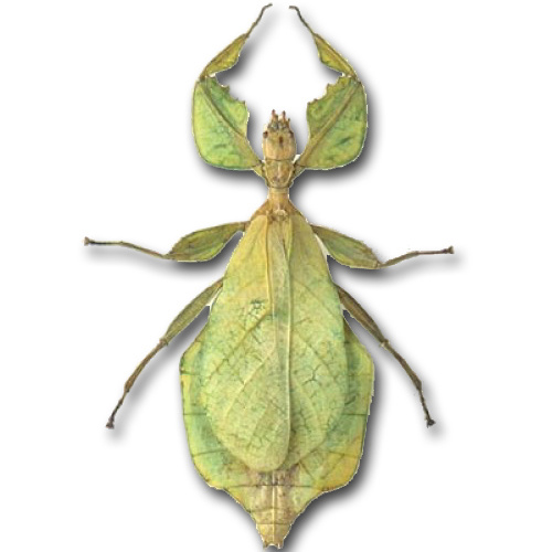 Phyllium celebicum dried/papered - leaf insect - DeMuseumwinkel.com