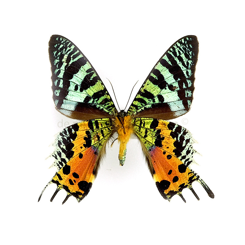 Urania ripheus - onderkant - De Museumwinkel.com