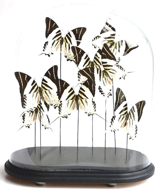 Antique glass dome with mounted butterflies - Graphium androcles ...
