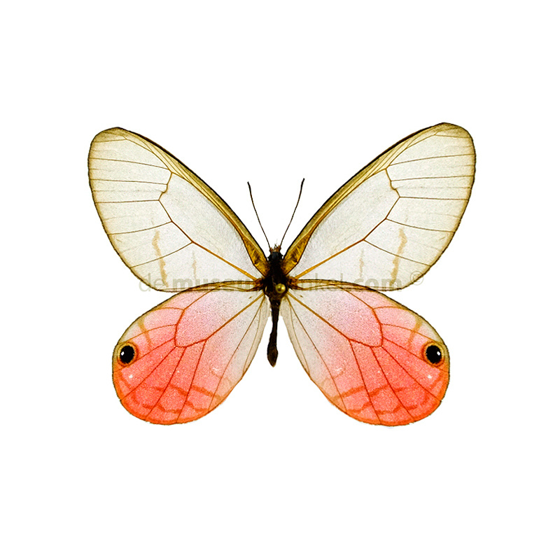 Cithaerias merolina - DeMuseumwinkel.com