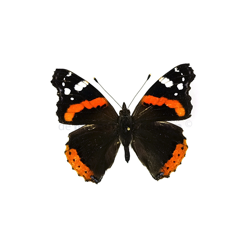 Vanessa atalanta - red admiral - DeMuseumwinkel.com