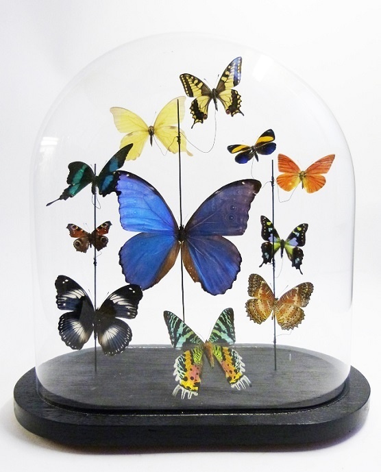 Antique glass dome with a variety of mounted butterflies ...