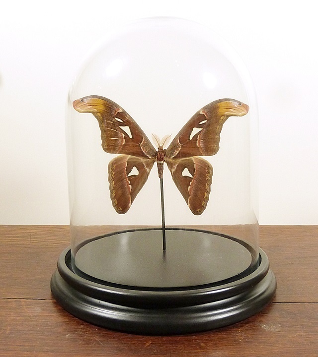 Stolp met opgezette vlinder - Attacus atlas - atlasvlinder - De ...