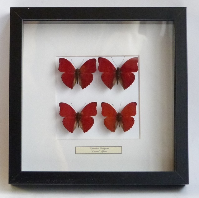 Mounted red butterflies (4) in exclusive black wooden frame - Cymothoe ...