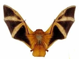 Mounted golden bat - DeMuseumwinkel.com