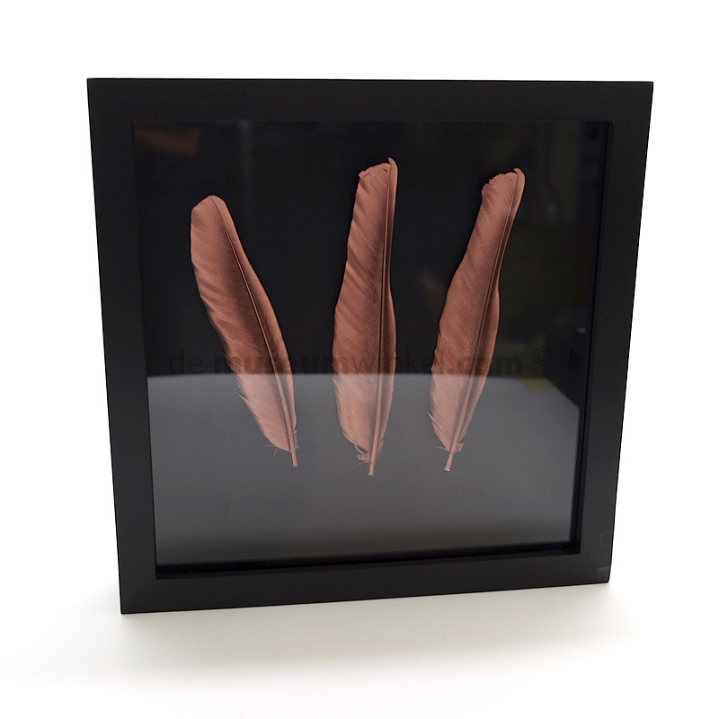 Bronze feathers in frame - DeMuseumwinkel.com