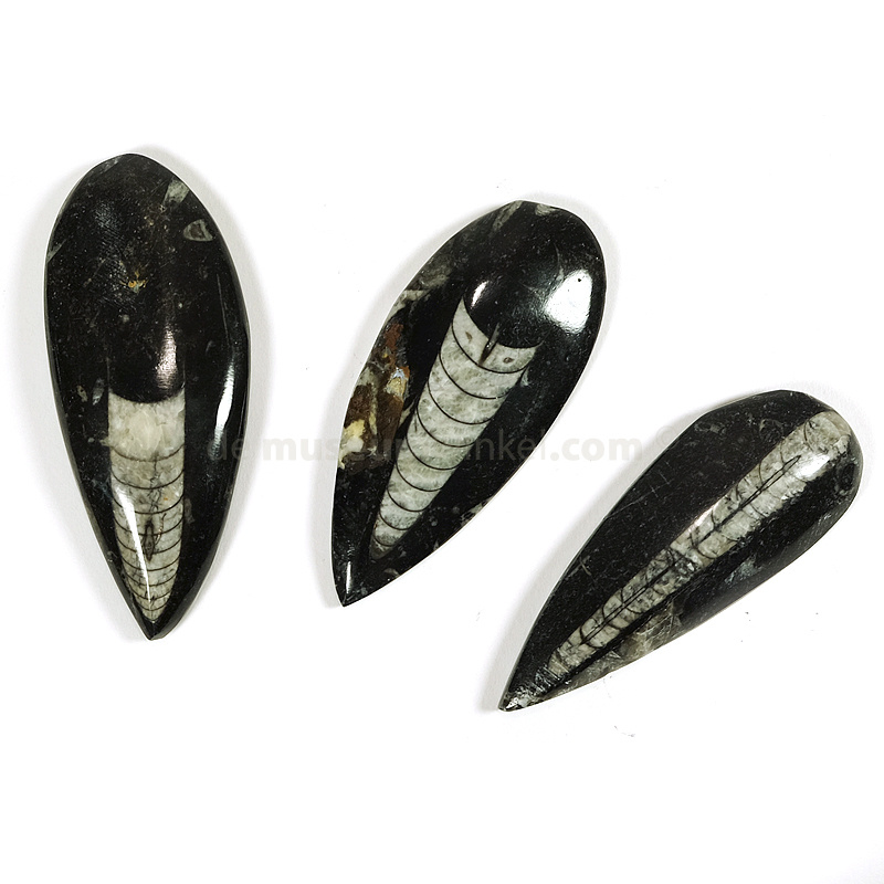 Orthoceras - De Museumwinkel.com