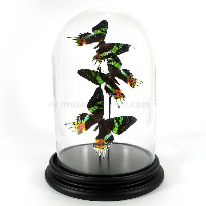 Glass dome with mounted butterflies - Urania ripheus - DeMuseumwinkel.com