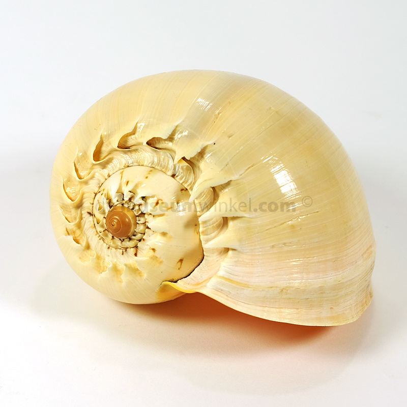Melo diadema - De Museumwinkel.com