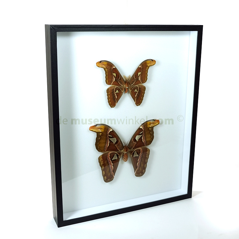 Attacus atlas in insect box - DeMuseumwinkel.com