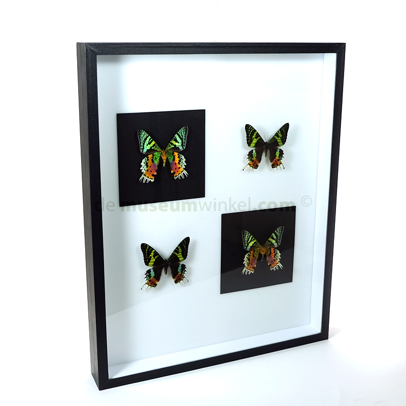 Urania ripheus in insect box - DeMuseumwinkel.com