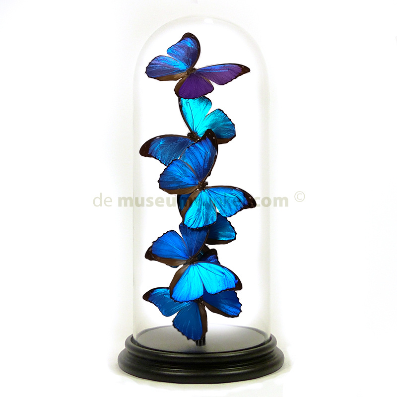 Glass dome with Morpho Menelaus (6) - DeMuseumwinkel.com