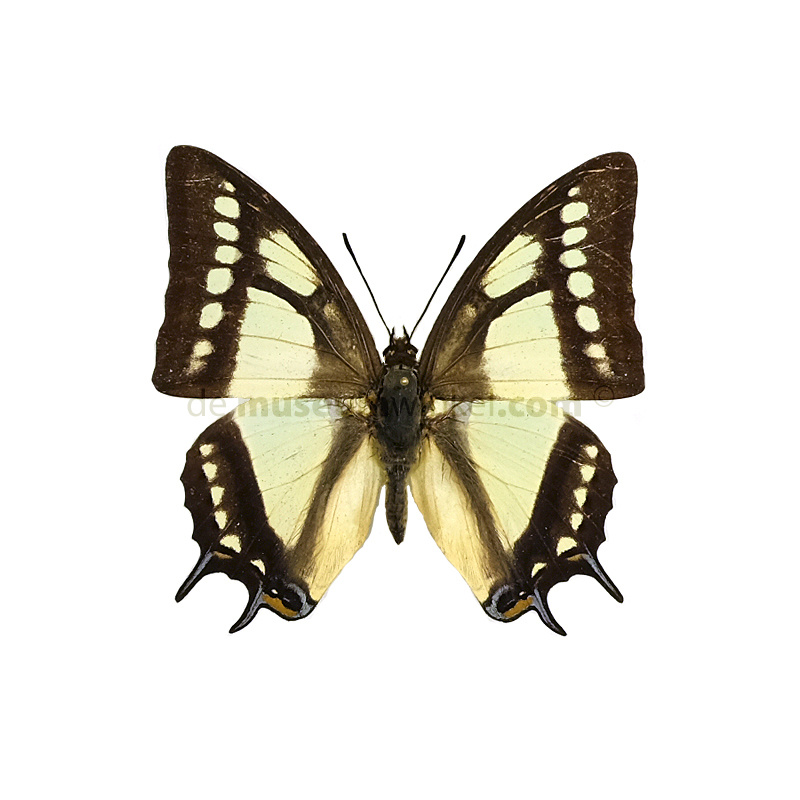 Polyura narcaea - DeMuseumwinkel.com