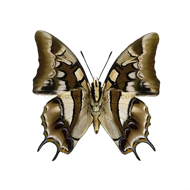 Polyura cognatus - De Museumwinkel.com