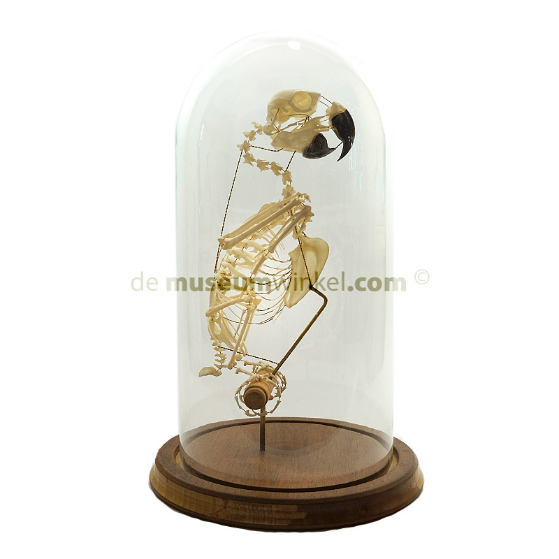 Exploding macaw-skeleton in dome - DeMuseumwinkel.com