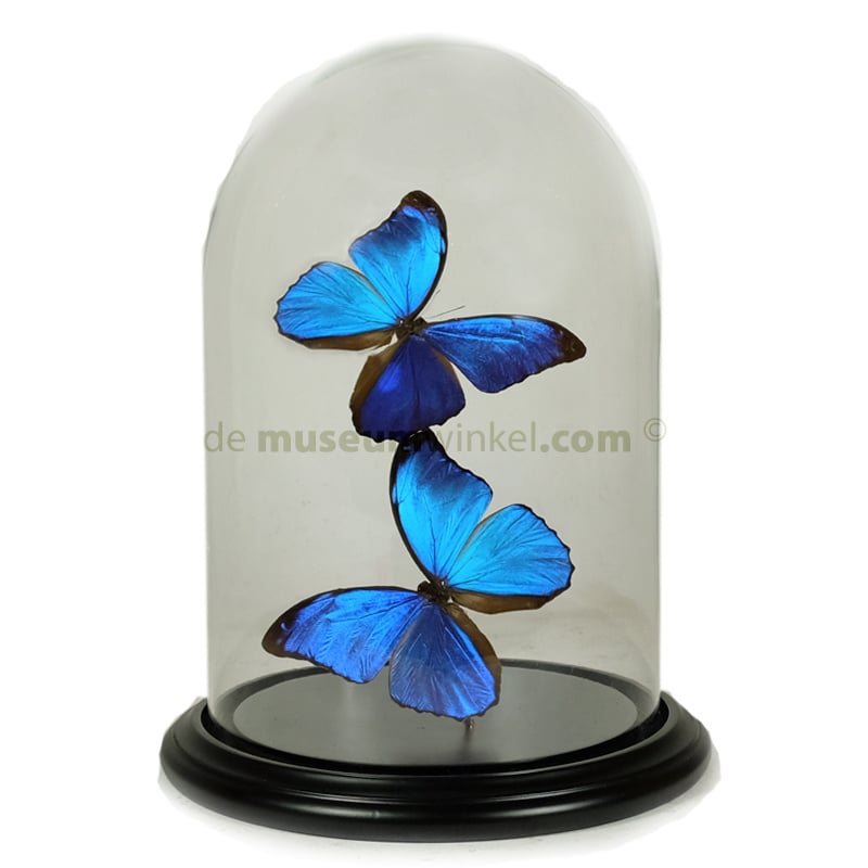 Dome with beautiful blue butterfly - morpho menelaus - DeMuseumwinkel.com