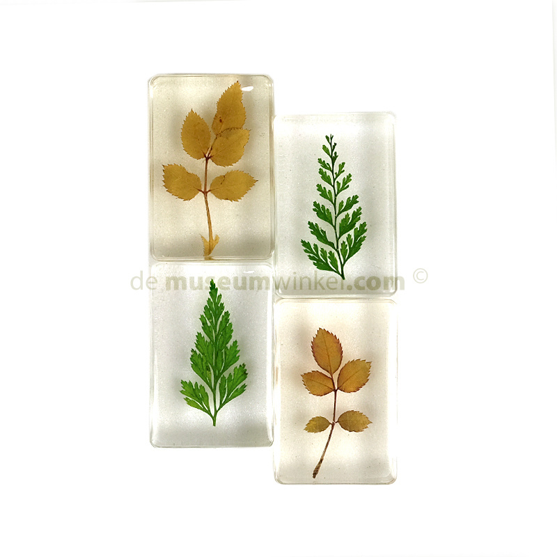 Leaves in resin - DeMuseumwinkel.com