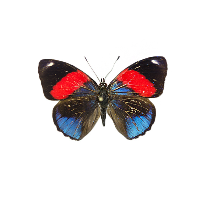 Callicore hystapes - upperside - DeMuseumwinkel.com