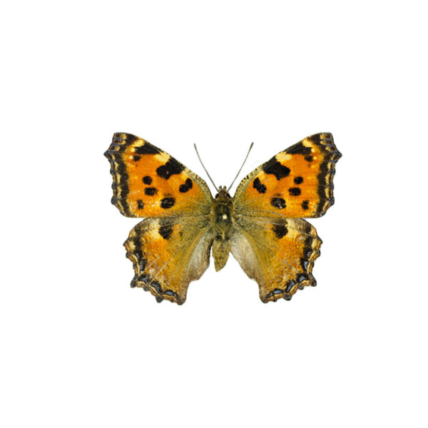 Nymphalis polychloros - Large tortoiseshell - DeMuseumwinkel.com