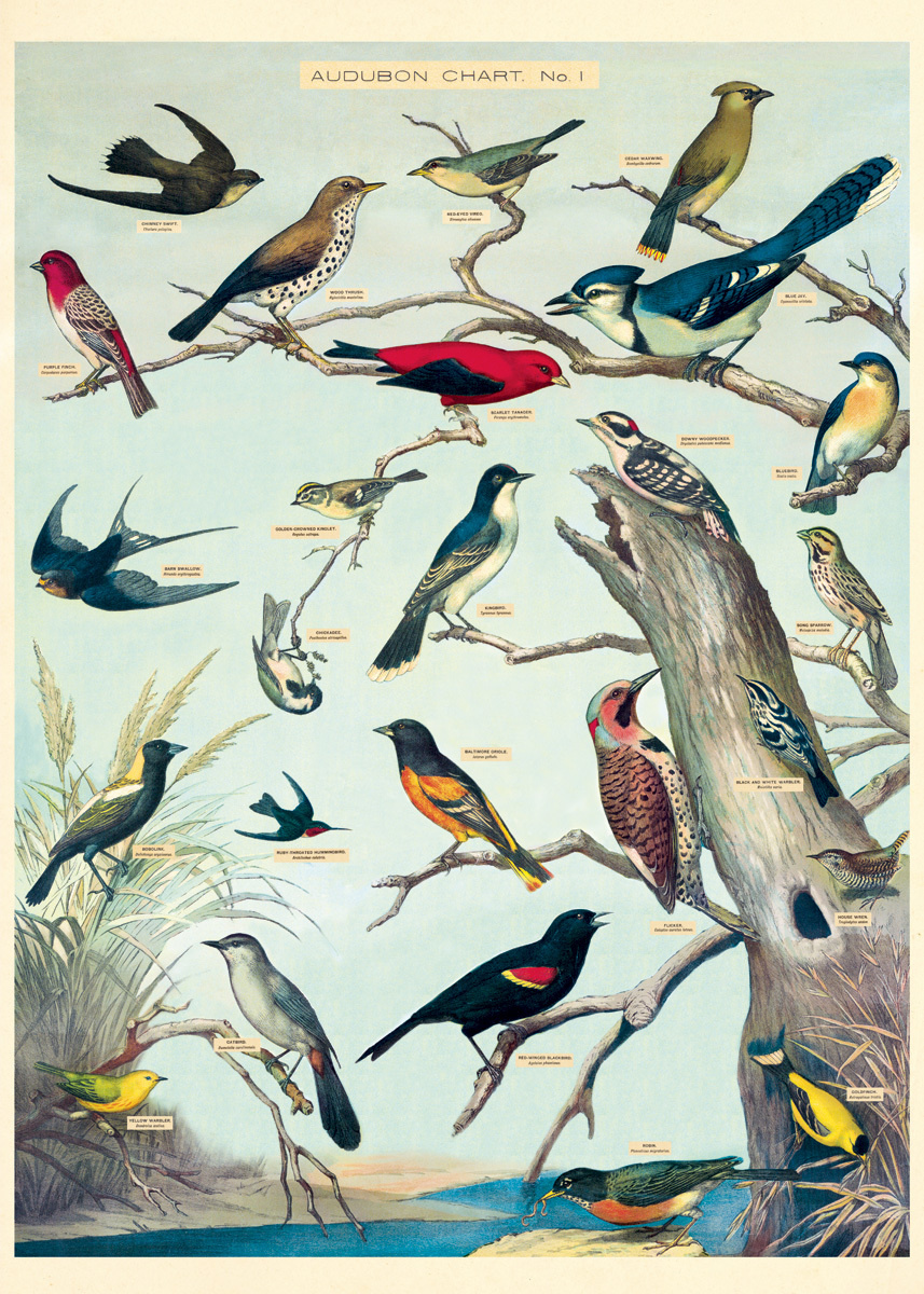 School plate - birds (A) - DeMuseumwinkel.com