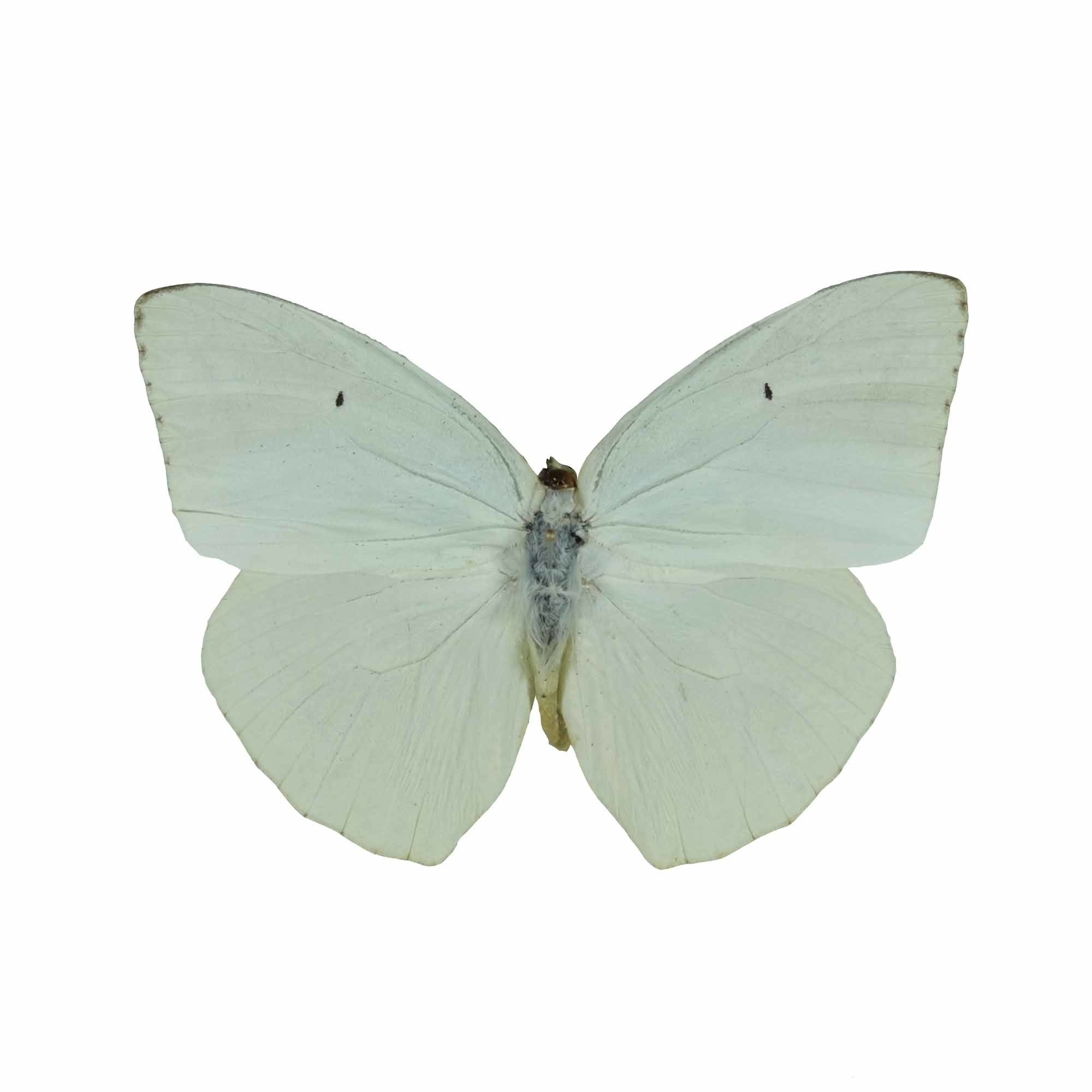 Catopsilia Florella - DeMuseumwinkel.com