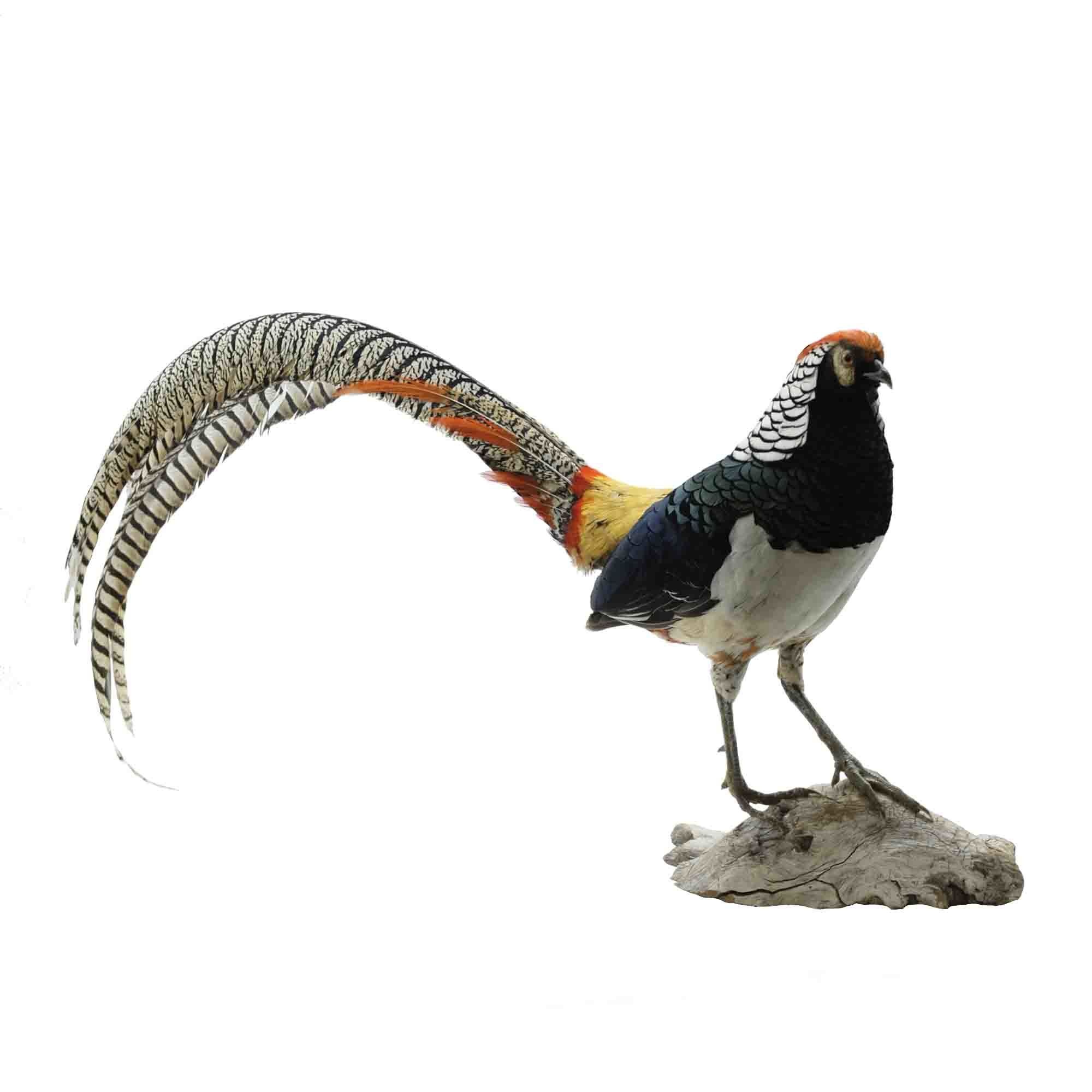 Taxidermy; Opgezette lady amherst fazant - De Museumwinkel.com