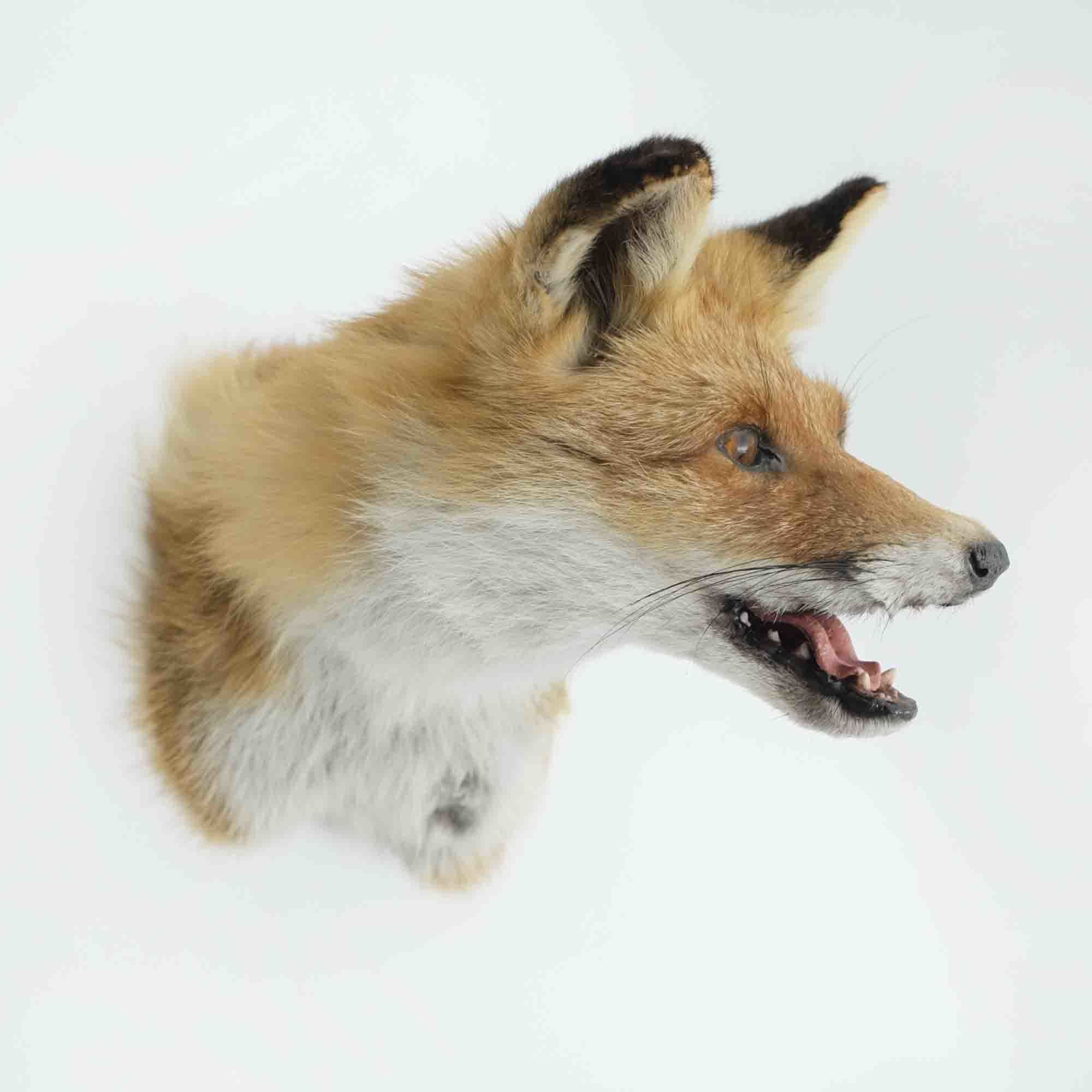 Taxidermy; Mounted fox (trophy) - DeMuseumwinkel.com