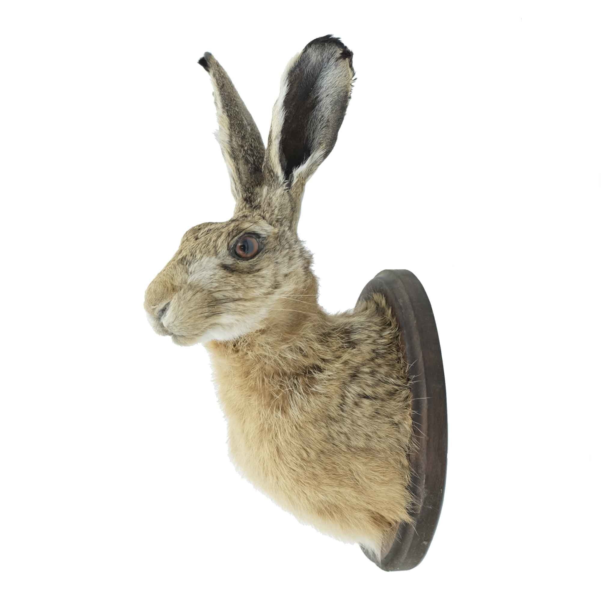 taxidermy; Mounted european hare trophy - DeMuseumwinkel.com