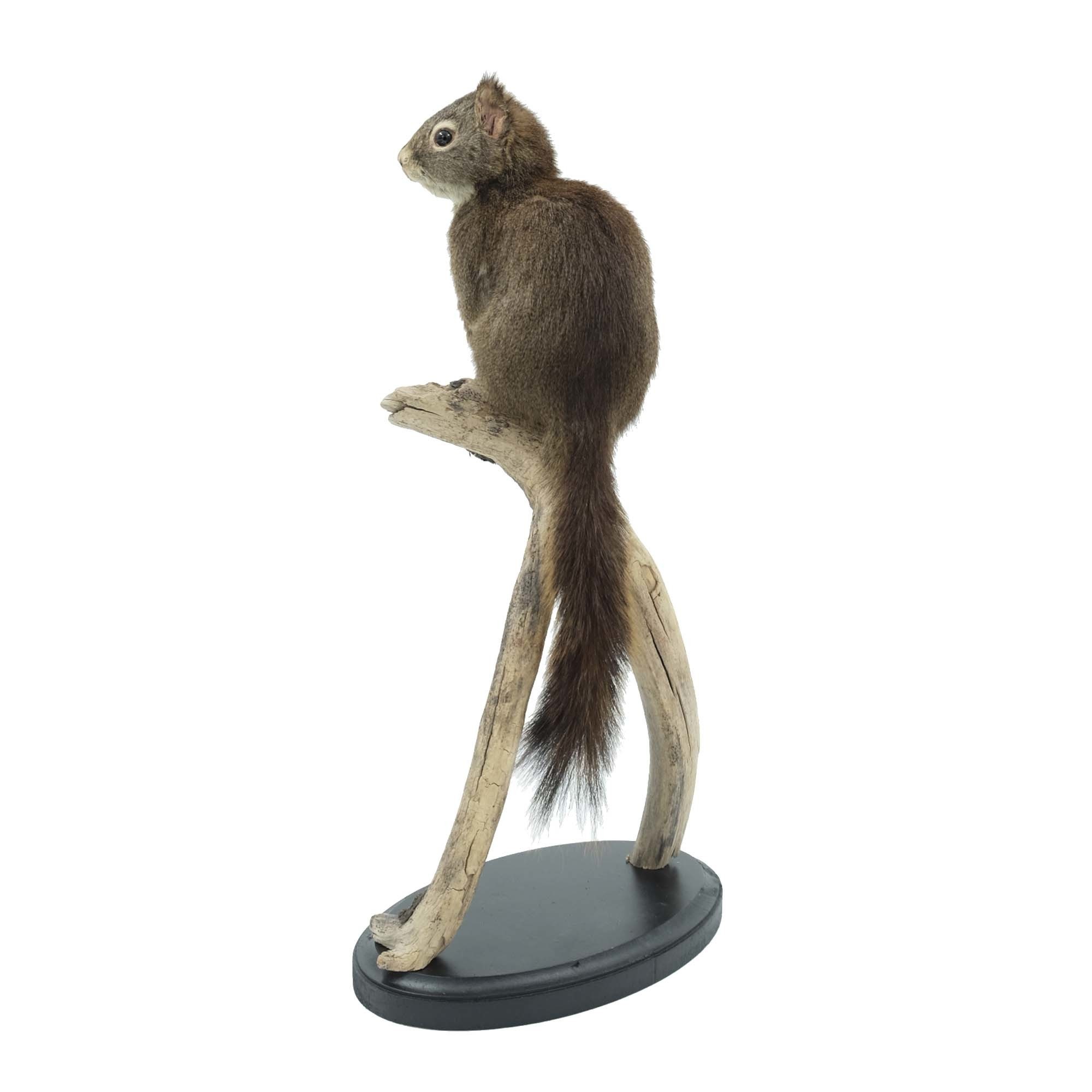 Taxidermy; Mounted Eastern gray squirrel - DeMuseumwinkel.com