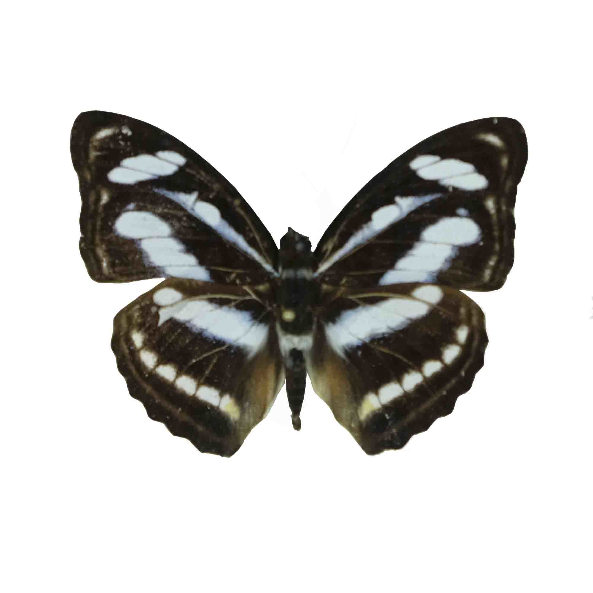 Neptis SP. - DeMuseumwinkel.com