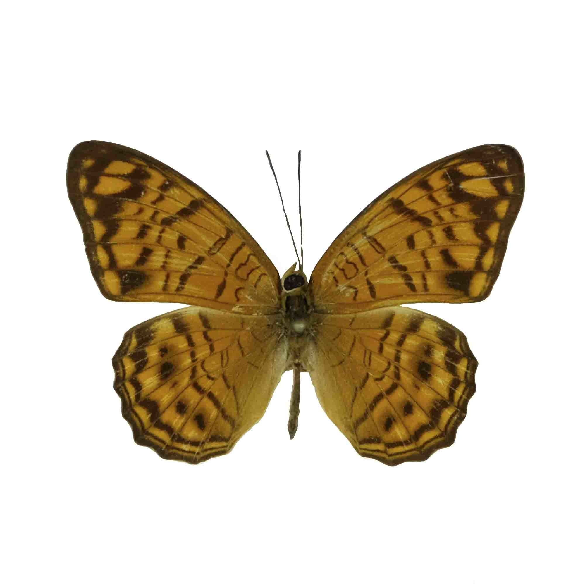 Phalanta Alcippe - DeMuseumwinkel.com